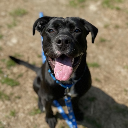 Animals Available for Adoption | Mohawk Hudson Humane Society