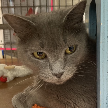 Animals Available for Adoption | Mohawk Hudson Humane Society
