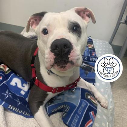 Animals Available for Adoption | Mohawk Hudson Humane Society
