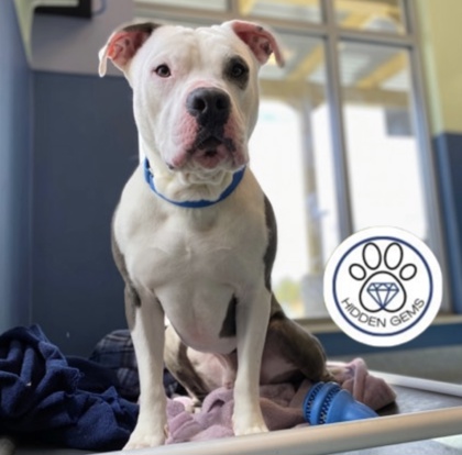Animals Available for Adoption | Mohawk Hudson Humane Society