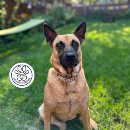 Animals Available for Adoption | Mohawk Hudson Humane Society