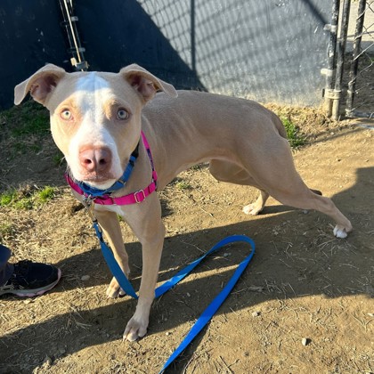 Animals Available for Adoption | Mohawk Hudson Humane Society