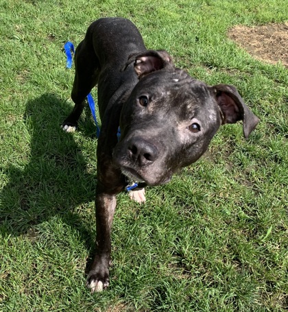 Animals Available for Adoption | Mohawk Hudson Humane Society