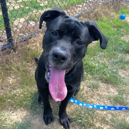 Animals Available for Adoption | Mohawk Hudson Humane Society