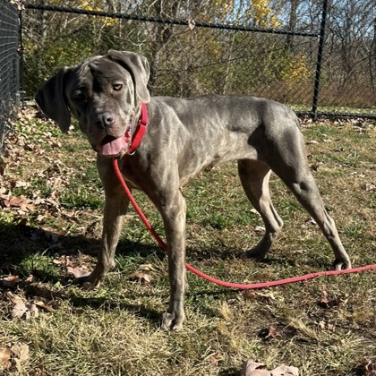 Animals Available for Adoption | Mohawk Hudson Humane Society