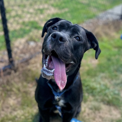 Animals Available for Adoption | Mohawk Hudson Humane Society