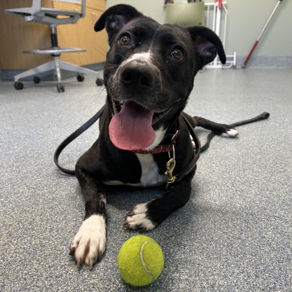 Animals Available for Adoption | Mohawk Hudson Humane Society