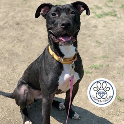 Animals Available for Adoption | Mohawk Hudson Humane Society