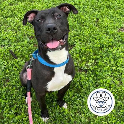 Animals Available for Adoption | Mohawk Hudson Humane Society