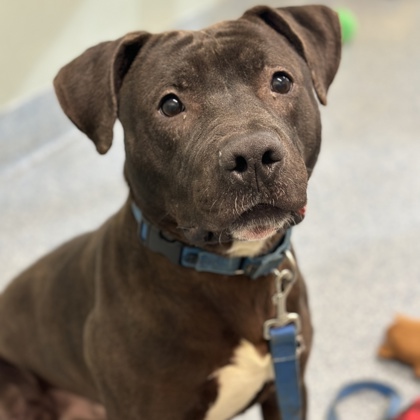 Animals Available for Adoption | Mohawk Hudson Humane Society