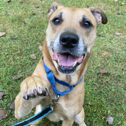 Animals Available for Adoption | Mohawk Hudson Humane Society