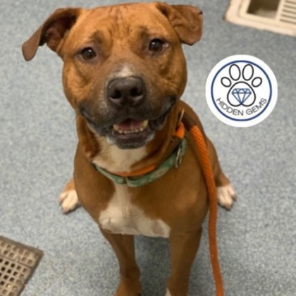 Animals Available for Adoption | Mohawk Hudson Humane Society