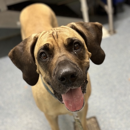 Animals Available for Adoption | Mohawk Hudson Humane Society