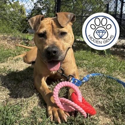 Animals Available for Adoption | Mohawk Hudson Humane Society