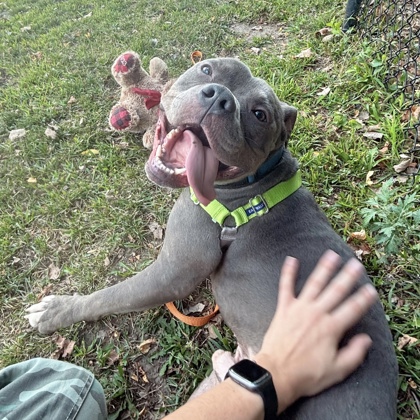 Animals Available for Adoption | Mohawk Hudson Humane Society