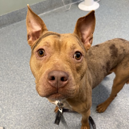 Animals Available for Adoption | Mohawk Hudson Humane Society