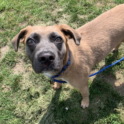 Animals Available for Adoption | Mohawk Hudson Humane Society