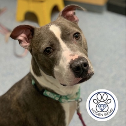 Animals Available for Adoption | Mohawk Hudson Humane Society