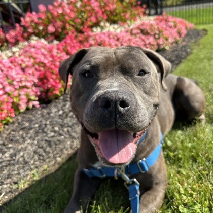 Animals Available for Adoption | Mohawk Hudson Humane Society