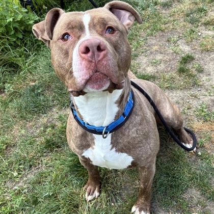 Animals Available for Adoption | Mohawk Hudson Humane Society