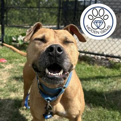 Animals Available for Adoption | Mohawk Hudson Humane Society