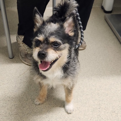 Animals Available for Adoption | Mohawk Hudson Humane Society