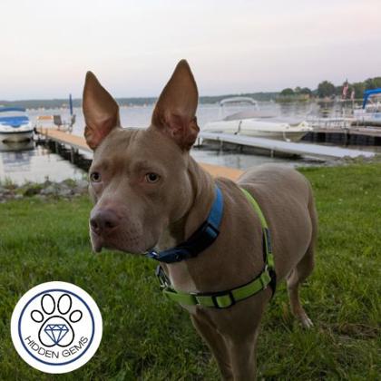 Animals Available for Adoption | Mohawk Hudson Humane Society