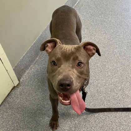 Animals Available for Adoption | Mohawk Hudson Humane Society
