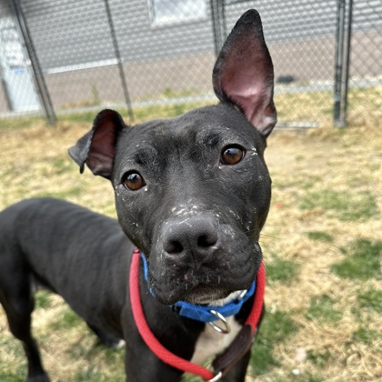 Animals Available for Adoption | Mohawk Hudson Humane Society