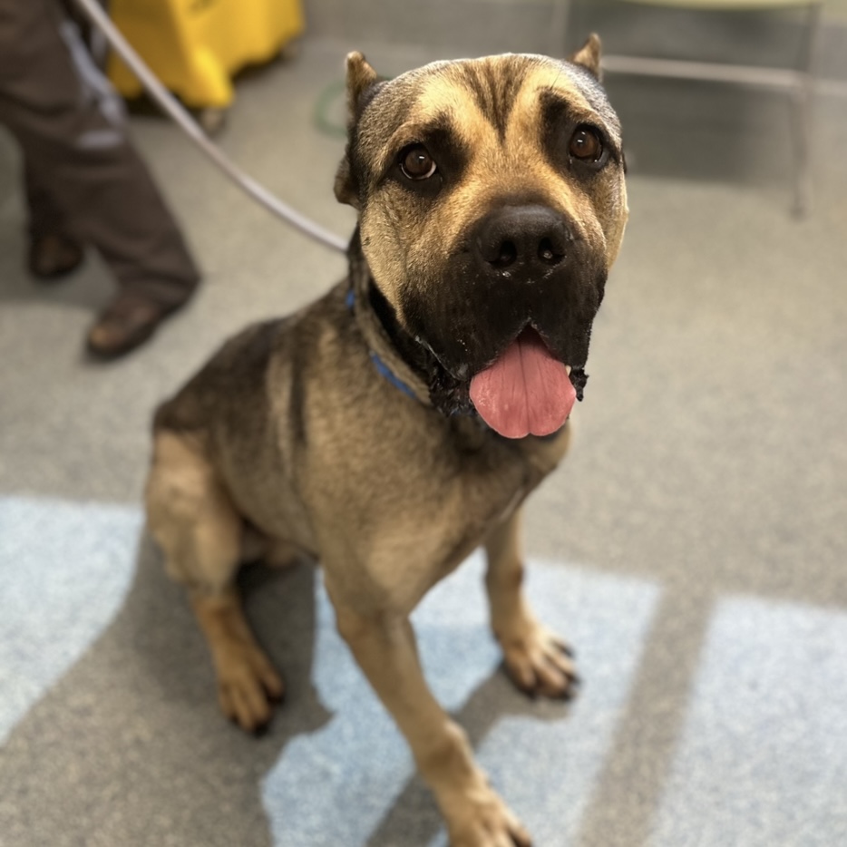 Animals Available for Adoption | Mohawk Hudson Humane Society