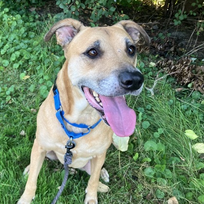 Animals Available for Adoption | Mohawk Hudson Humane Society