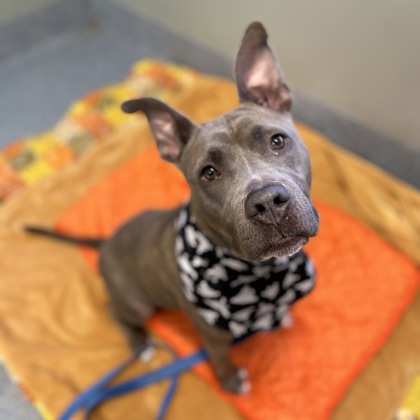 Animals Available for Adoption | Mohawk Hudson Humane Society
