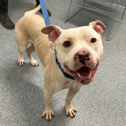 Animals Available for Adoption | Mohawk Hudson Humane Society