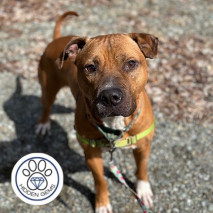 Animals Available for Adoption | Mohawk Hudson Humane Society