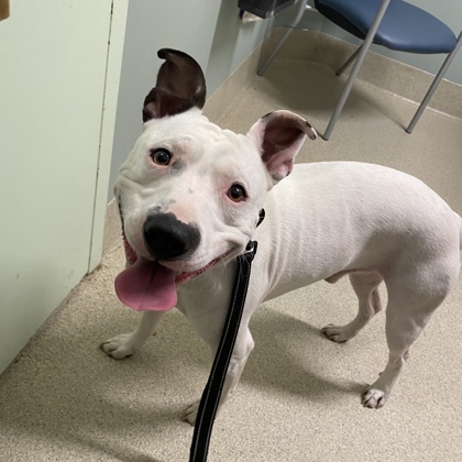 Animals Available for Adoption | Mohawk Hudson Humane Society