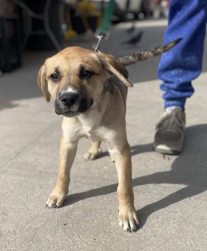 24Petconnect: Lost, Found, and Adoptable Animals