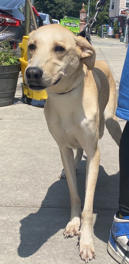 24Petconnect: Lost, Found, and Adoptable Animals