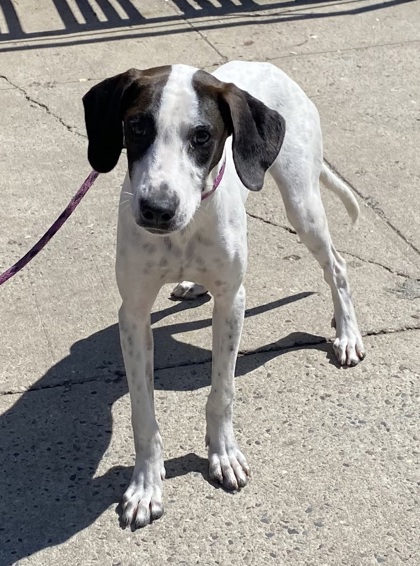 24Petconnect: Lost, Found, and Adoptable Animals