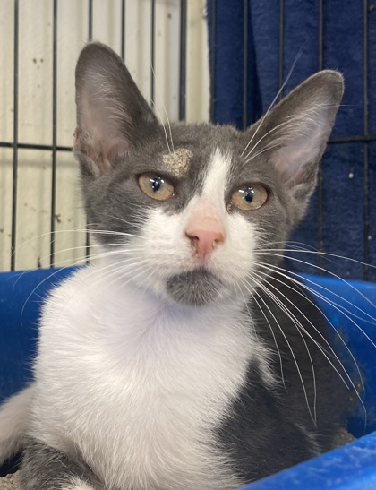 24Petconnect: Lost, Found, and Adoptable Animals