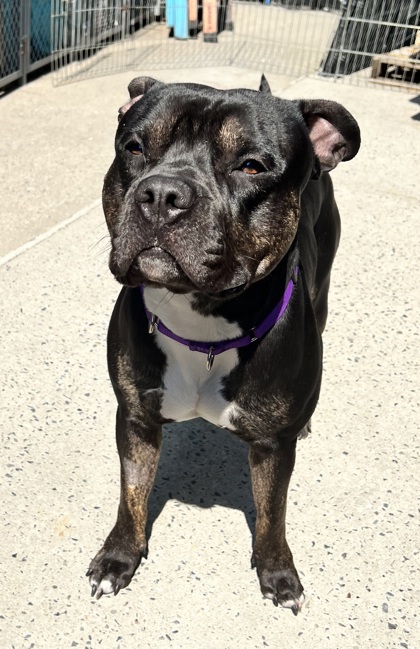 24Petconnect: Lost, Found, and Adoptable Animals