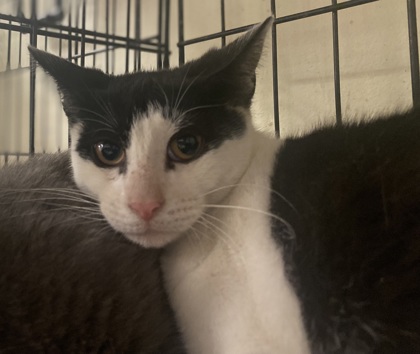 24Petconnect: Lost, Found, and Adoptable Animals