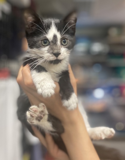 24Petconnect: Lost, Found, and Adoptable Animals