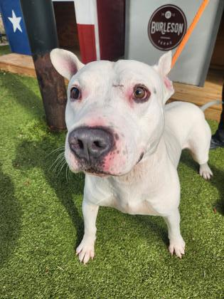 24Petconnect: Lost, Found, and Adoptable Animals