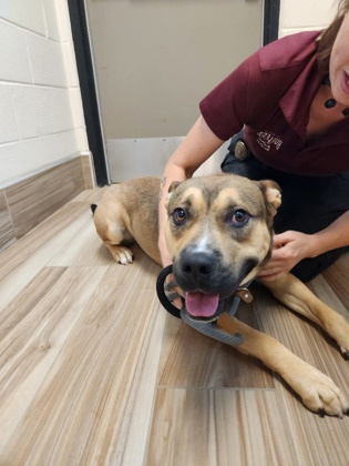 24Petconnect: Lost, Found, and Adoptable Animals