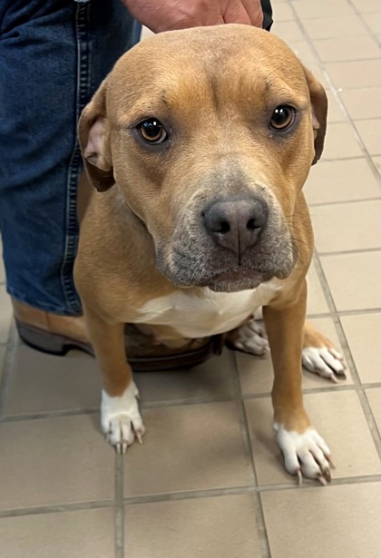 24Petconnect: Lost, Found, and Adoptable Animals