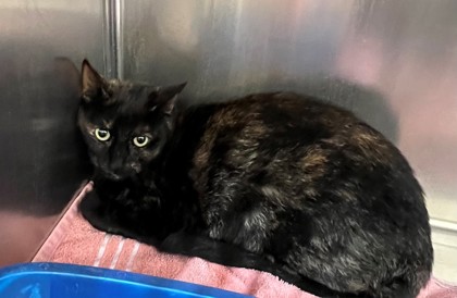 24Petconnect: Lost, Found, and Adoptable Animals