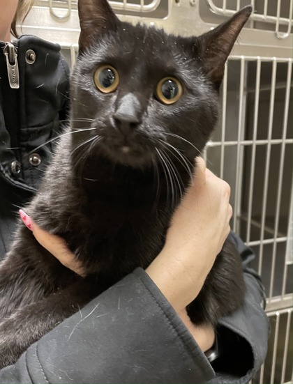 24Petconnect: Lost, Found, and Adoptable Animals