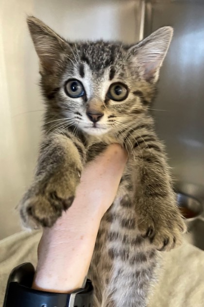 24Petconnect: Lost, Found, and Adoptable Animals