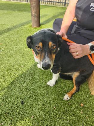 24Petconnect: Lost, Found, and Adoptable Animals