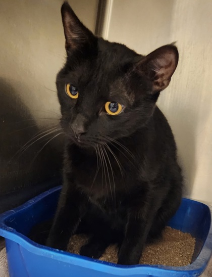 24Petconnect: Lost, Found, and Adoptable Animals